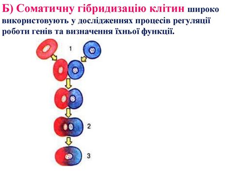 Генетична і клітинна інженерія презентация онлайн