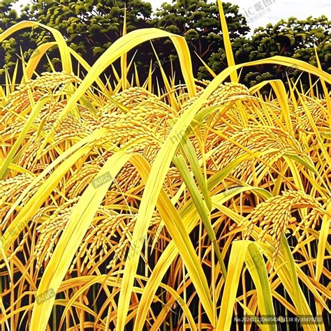 Ai创作图黄澄澄稻谷 黄橙橙的稻谷 金灿灿稻穗 稻穗景观小品 稻谷成熟了 仿真稻谷 稻子成熟了 巨幅水稻成熟 农村水稻黄了 水稻成熟了 金钢的稻穗 稻子农作物 沉甸甸稻穗稻田风景 金黄色水稻