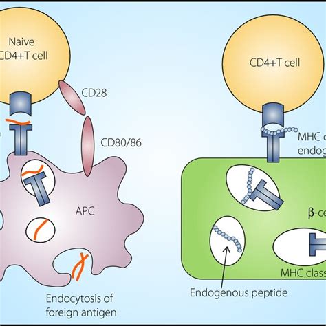 The Difference In Tcell Activation Between Professional Download Scientific Diagram