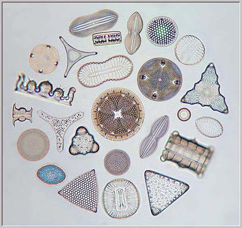 Diatoms Algae Structure