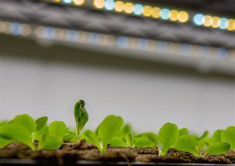 Maximizing Seedling Growth With Led Grow Lights A Comprehensive Guide