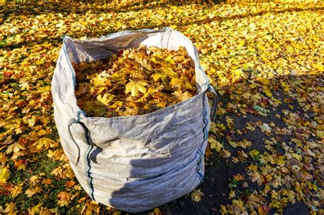 Big Bag Full Of Fallen Leaves Fallen Leaves In Big White Polypropylene