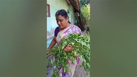 எங்கள் தோட்டத்தில் விளைந்த மிளகு தக்காளி கீரை 🌱🌱🌱🌱🌱🌱🌱🌱 Youtube