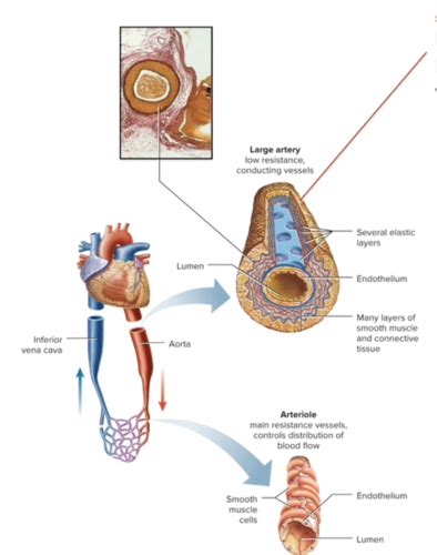 Arteries Week 7 Flashcards Quizlet