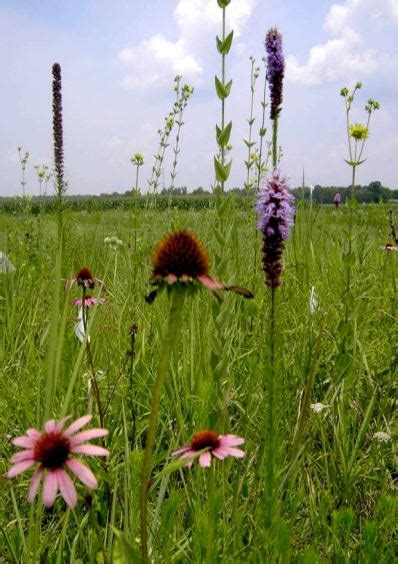 Special Feature Is Phylogenetic And Functional Trait Diversity A Driver Or A Consequence Of