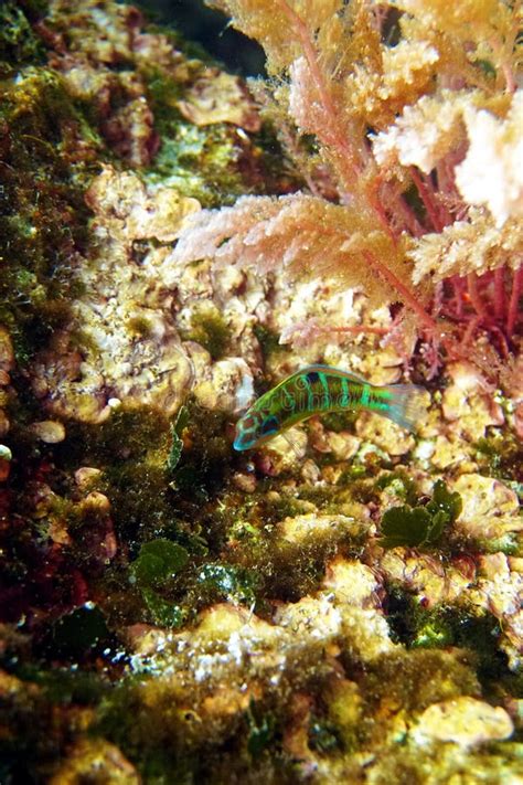 Green Mediterranean Ornate Wrasse Fish Thalassoma Pavo Stock Image