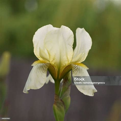 노란 아이리스 꽃의 화려 함과 생생한 색상 아이리스 슈도푸밀라 근접 촬영 노랑에 대한 스톡 사진 및 기타 이미지 노랑 0명 개화기 Istock