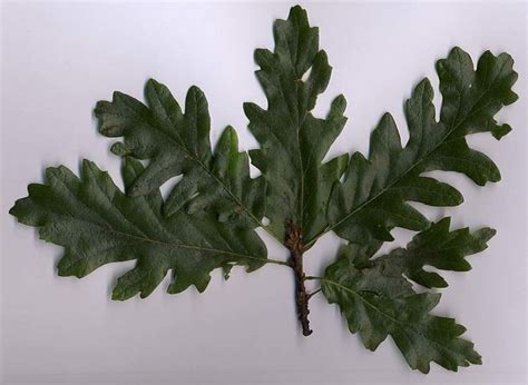 Quercus Cerris Alchetron The Free Social Encyclopedia