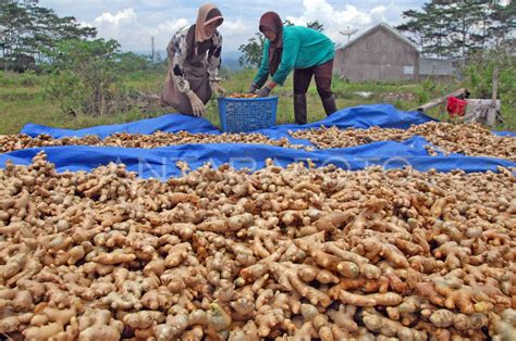 Jahe Gajah Kualitas Ekspor Antara Foto
