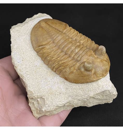 Fossils For Sale Fossils Ordovician Trilobite From St