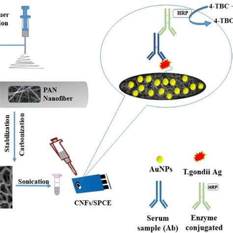 Schematic Representation Of The Scpe Modification And Electrochemical