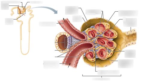 Renal Corpuscle And Glomerulus Closeup Diagram Quizlet