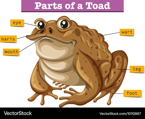 Diagram Showing Parts Toad Royalty Free Vector Image