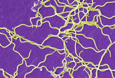 Lyme Disease Bacteria