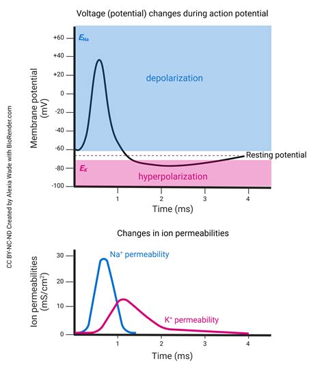 The Equivalent Circuit Model Of The Neuronal Membrane Advanced Neuroscience