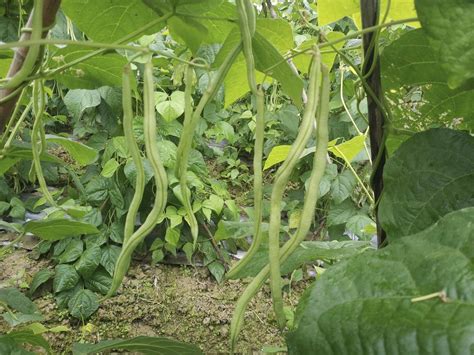 豆角亩产 高产豆角 大山谷图库