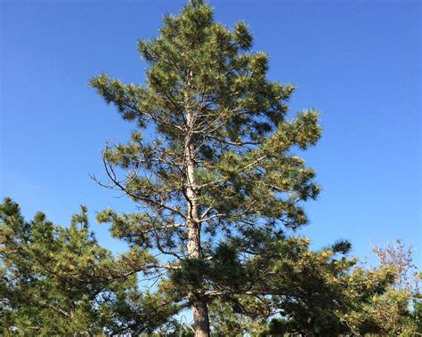 Plants For Dallas Your Source For The Best Landscape Plant