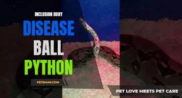 The Truth About Ball Pythons Are They Really Dangerous PetShun