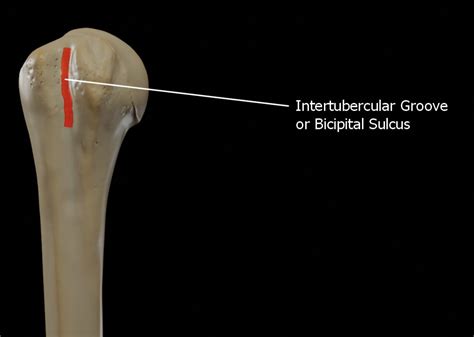 Bicipital Groove Anatomy A Comprehensive Guide Anatomy Note