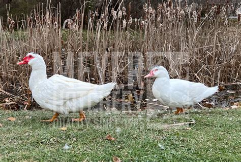 White Muscovy Duck Big White Muscovy Duck At The Pond Near Our