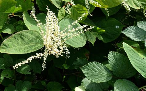 Fallopia Japonica Japanese Knotweed Knotgrass Insightweeds