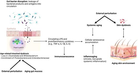 Role Of Microbiomes In Skin Aging Encyclopedia Mdpi