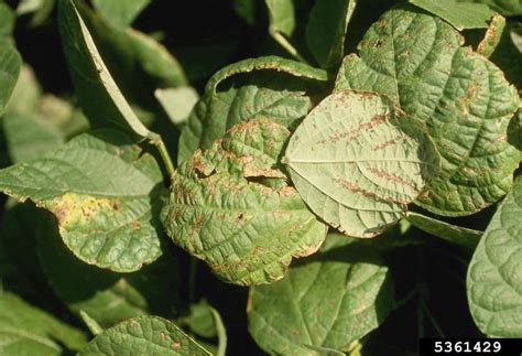 Field Bean Diseases At Margaret Burgin Blog
