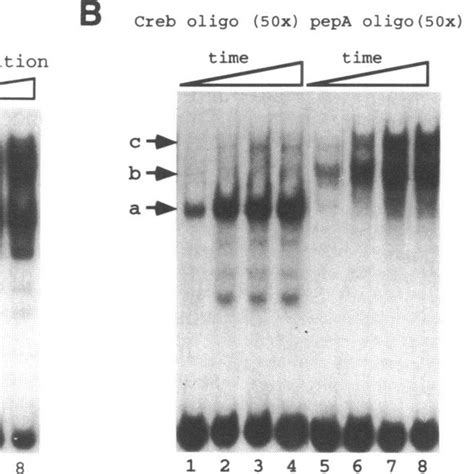 Formation Of A Multimeric Protein Complex At The Pepck Upstream Hs Is