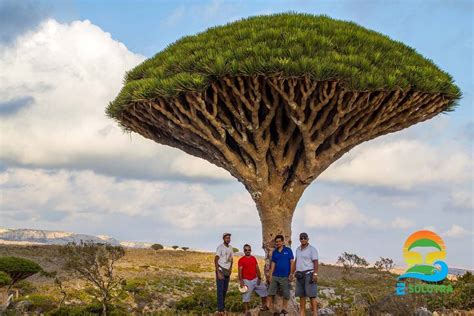 What Does A Dragon Blood Tree Look Like Infoupdate Org