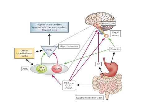 Gut Hormone And Its Implication In Glucose Homeostasis