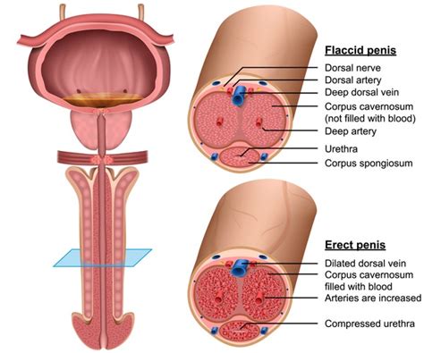 Anatomy Penis Over 3526 Royalty Free Licensable Stock Illustrations