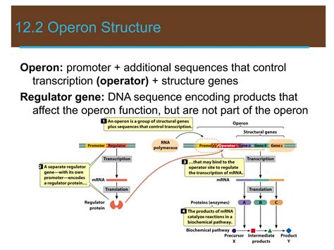 Lac Operon Trp Operon Operon Structure And Regulation Ppt