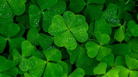 St Patricks Day Time To Rock Your Shamrock Knowledge