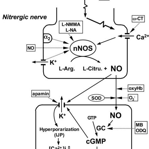 Pdf Gastrointestinal Function Regulation By Nitrergic Efferent Nerves