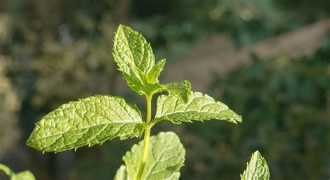 How To Grow Mint Plant In Pot Step By Step Guide For Beginners
