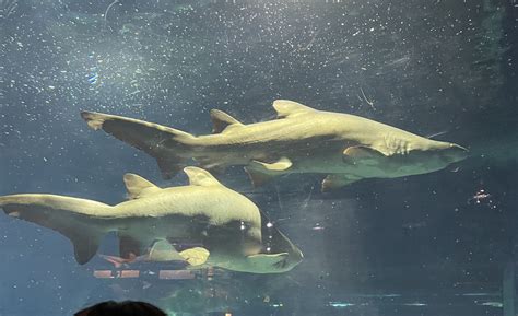 アクアワールド大洗水族館はサメやイルカショーなど魅力いっぱい！アクセスやお土産、チケットの割引情報もお伝え！