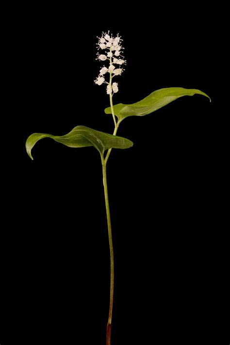 Maianthemum Bifolium L Fwschmidt Plants Of The World Online