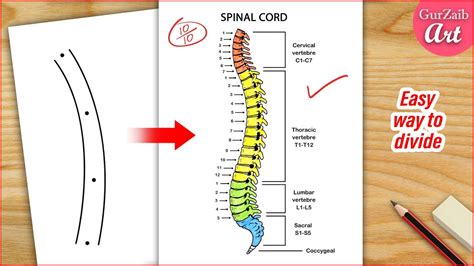 How To Draw Spinal Cord Diagram Drawing Human Spine Anatomy Drawing