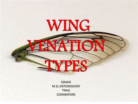Insect Wing Venation Wing Coupling Apparatus Its Structure Function