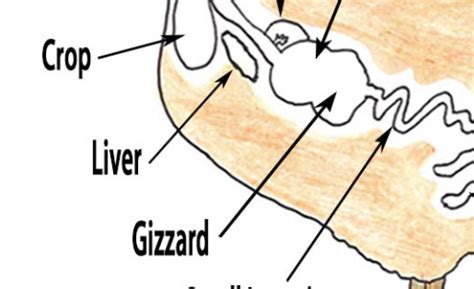 ANSC Lab Exam 3 Flashcards Quizlet