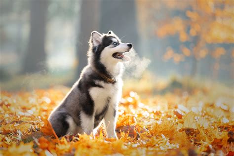 Siberian Husky Wallpaper Hd
