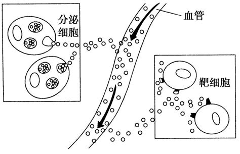 生物细胞简笔画 简笔画图片大全 普车都