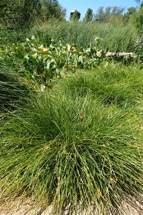 Berkeley Sedge Carex Tumulicola Walnut Lane Gardens