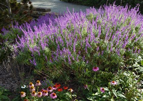 Santa Barbara Dwarf Mexican Sage Bush Hummingbird Plants Almost Eden