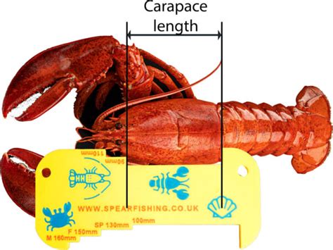 Spearfishing Uk Lobster Gauge Spearfishing Uk