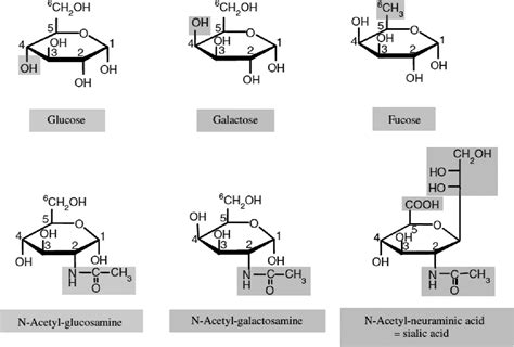 Oligosaccharide Structure