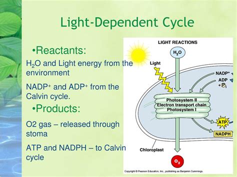 Steps Light Dependent Reactions At Lindsey Vann Blog