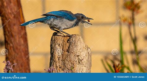 Perching Western Scrub Jay Feeding Stock Image Image Of Salvia Stump 155665489