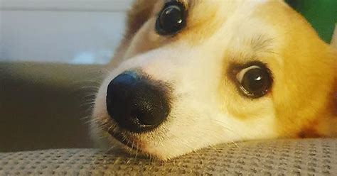 This Is Rollo He Is A Weirdo And I Love Him To Bits Album On Imgur