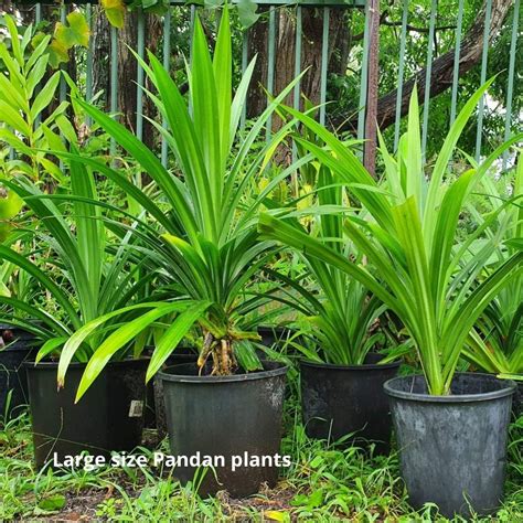 Pandan Plant